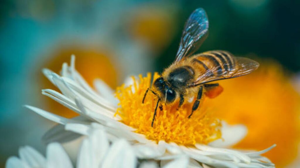 Honey Bees: Nature's Bomb Detectors - Blogili
