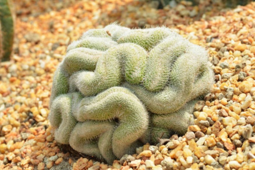 Brain Cactus Types - Blogili