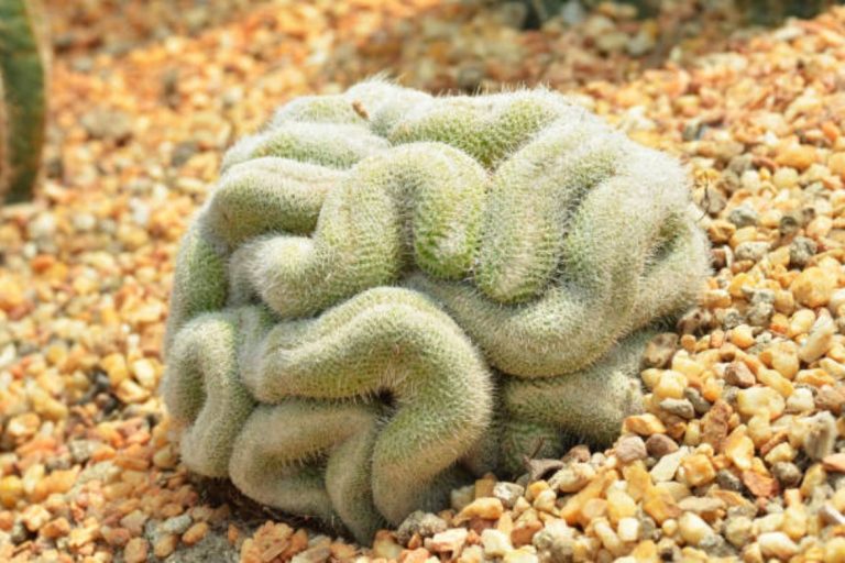 Brain Cactus Types - Blogili